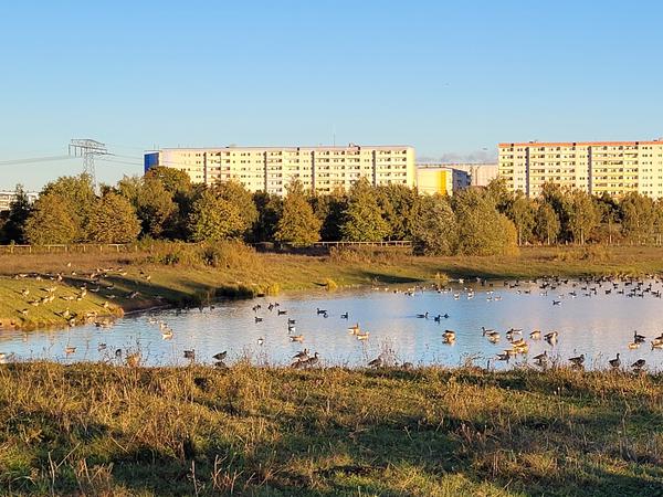 Auf dem Bauernhof in Berlin: Eine Entspannungsrunde im Landschaftspark ...