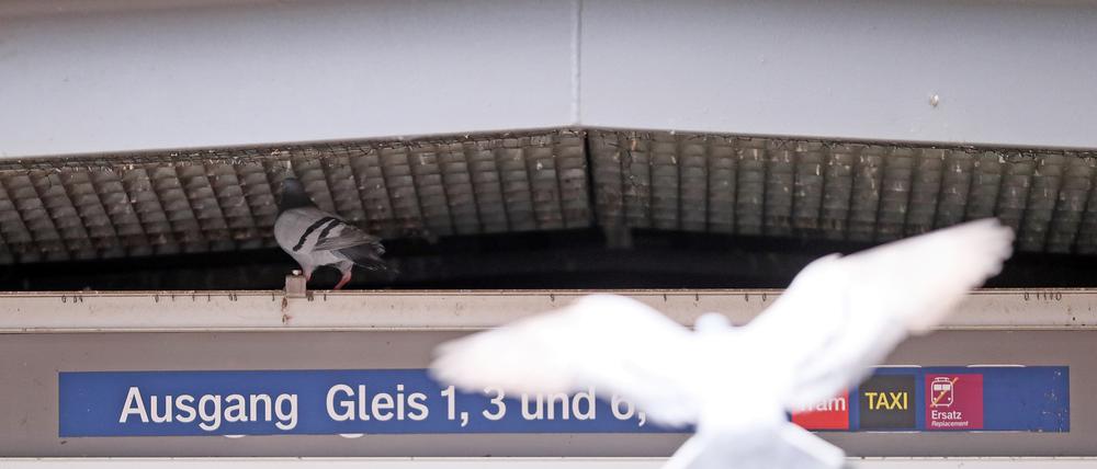 Tote Tauben am Potsdamer Hauptbahnhof: Tierschützer werfen der Bahn Tierquälerei vor