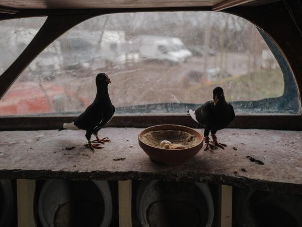 Ein Mann und sein Taubentheater: Erinnerung an ein Syrien ohne Krieg