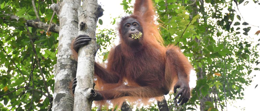 Von der Drogensucht in die Freiheit: Die Geschichte des Orang-Utans Taymur