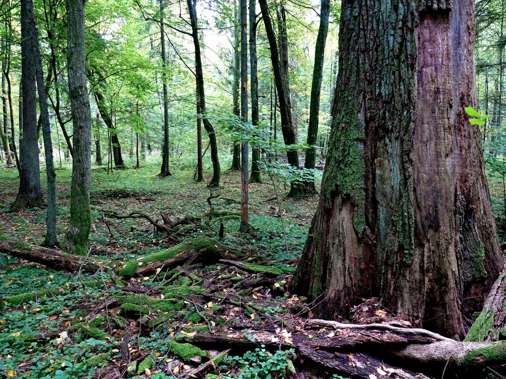 Białowieża-Nationalpark in Polen: Durch das Tor zum letzten Urwald Europas