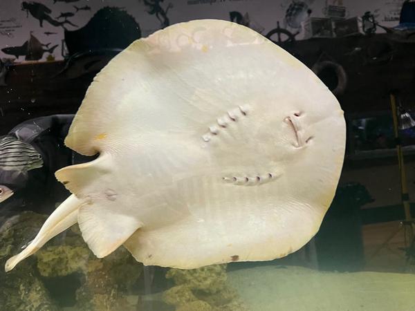 Überraschende Jungfernzeugung: Charlotte, die Maria unter den Rochen