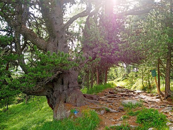 Hausapotheke und Wellness im Wald: Bei den urururalten Arven im Engadin