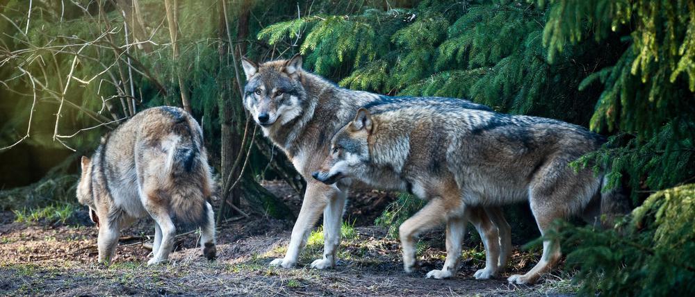 Der Mythos vom Alpha-Wolf – Brights – Die Natur des Zweifels