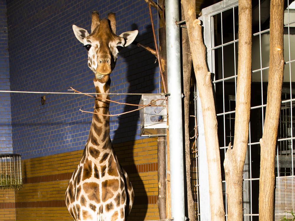 Der Mensch als Krone der Schöpfung?: „Wir sind den Tieren viel ähnlicher, als wir uns eingestehen“