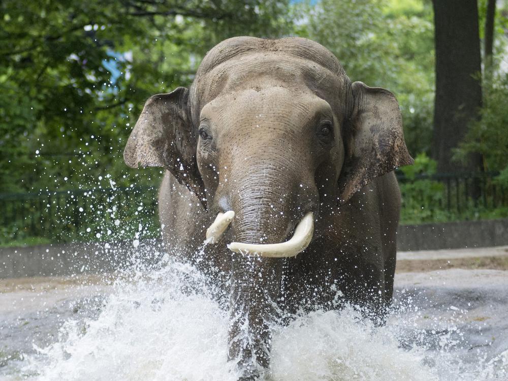 Berlins Top 3 : Das sind die tierischen Schwergewichte der Hauptstadt