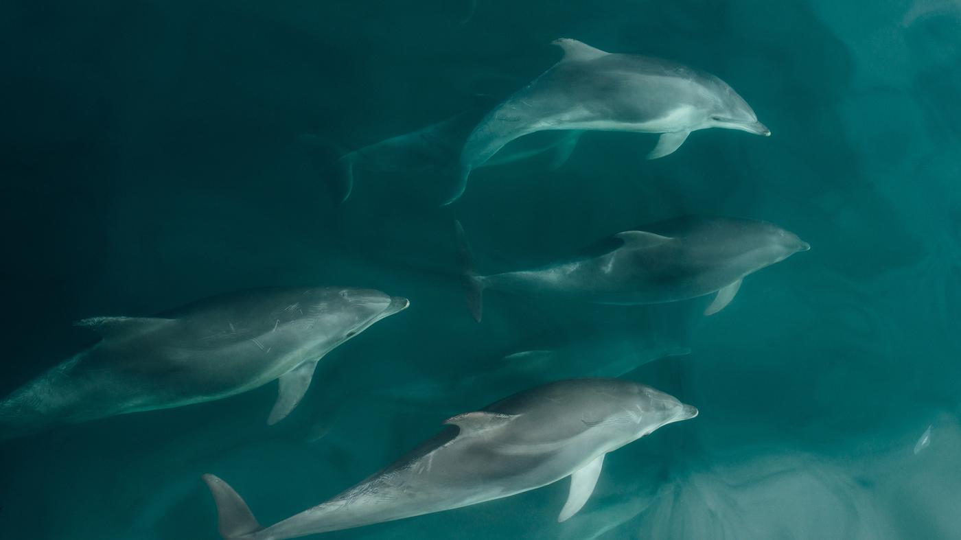 Tag 477 der Ukraine-Invasion: Moskau soll Delphin-Patrouillen vor der ...