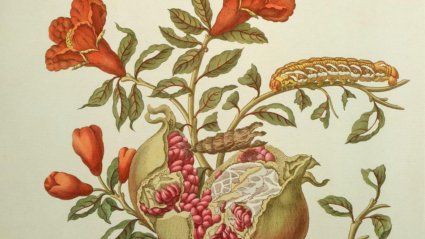 Maria Sibylla Merian im Kupferstichkabinett: Man sieht nur mit dem Auge gut