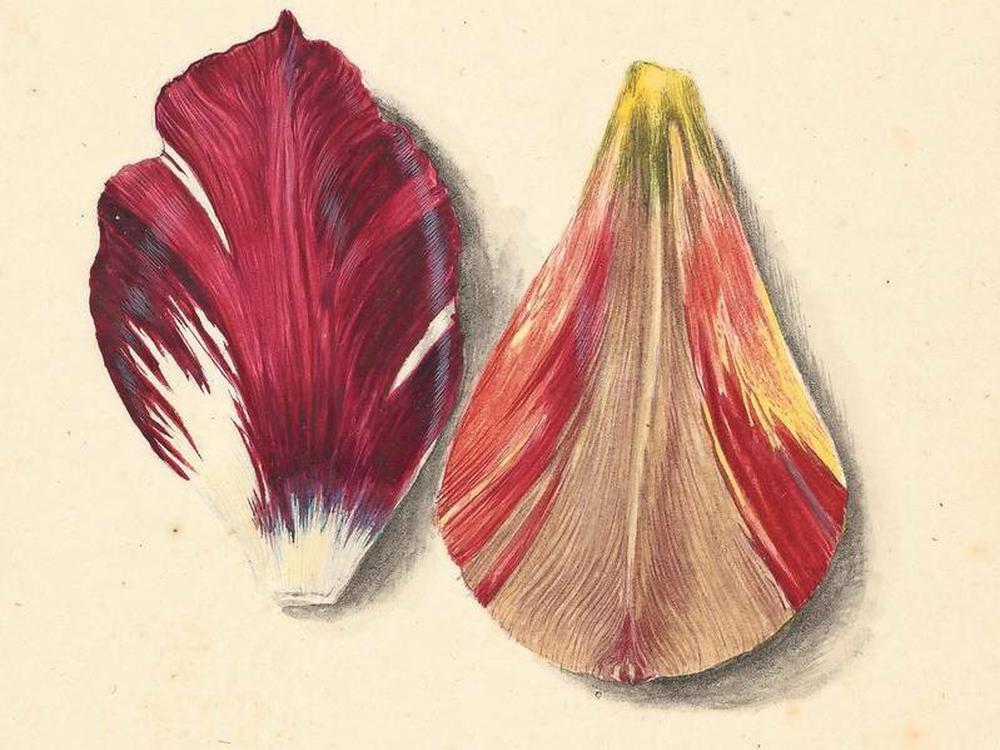 Maria Sibylla Merian im Kupferstichkabinett: Man sieht nur mit dem Auge gut