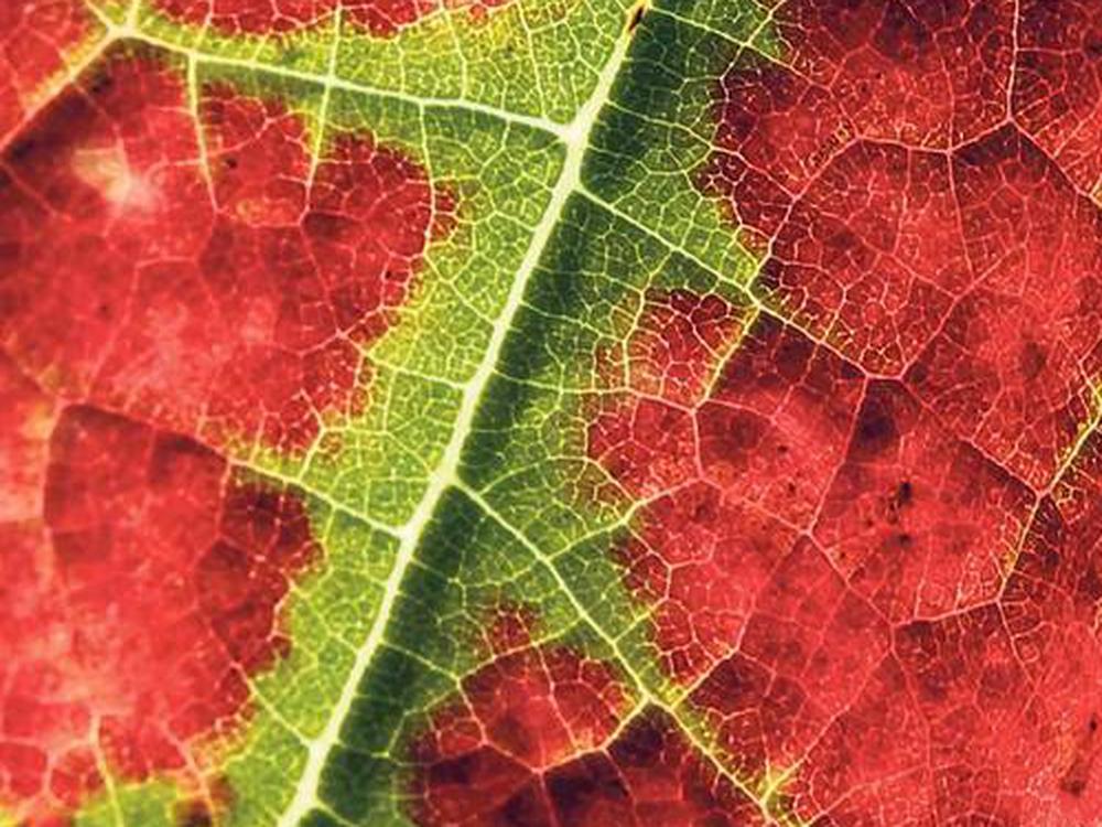 90 Abgeordnete beraten Projekt R2G: Rot-Rot-Grün - das Risikospiel