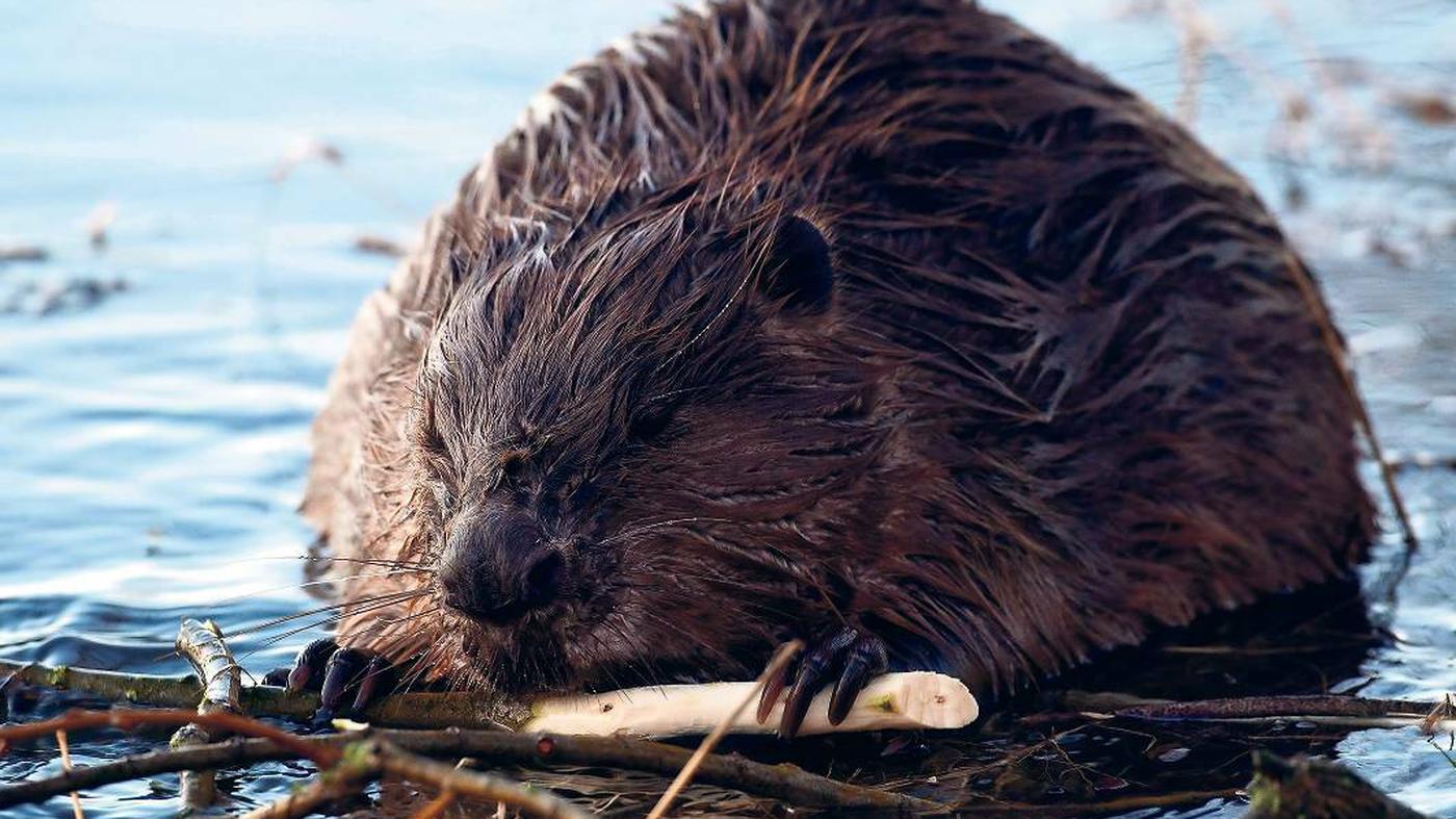 Brandenburg: Manager für Brandenburgs Biber