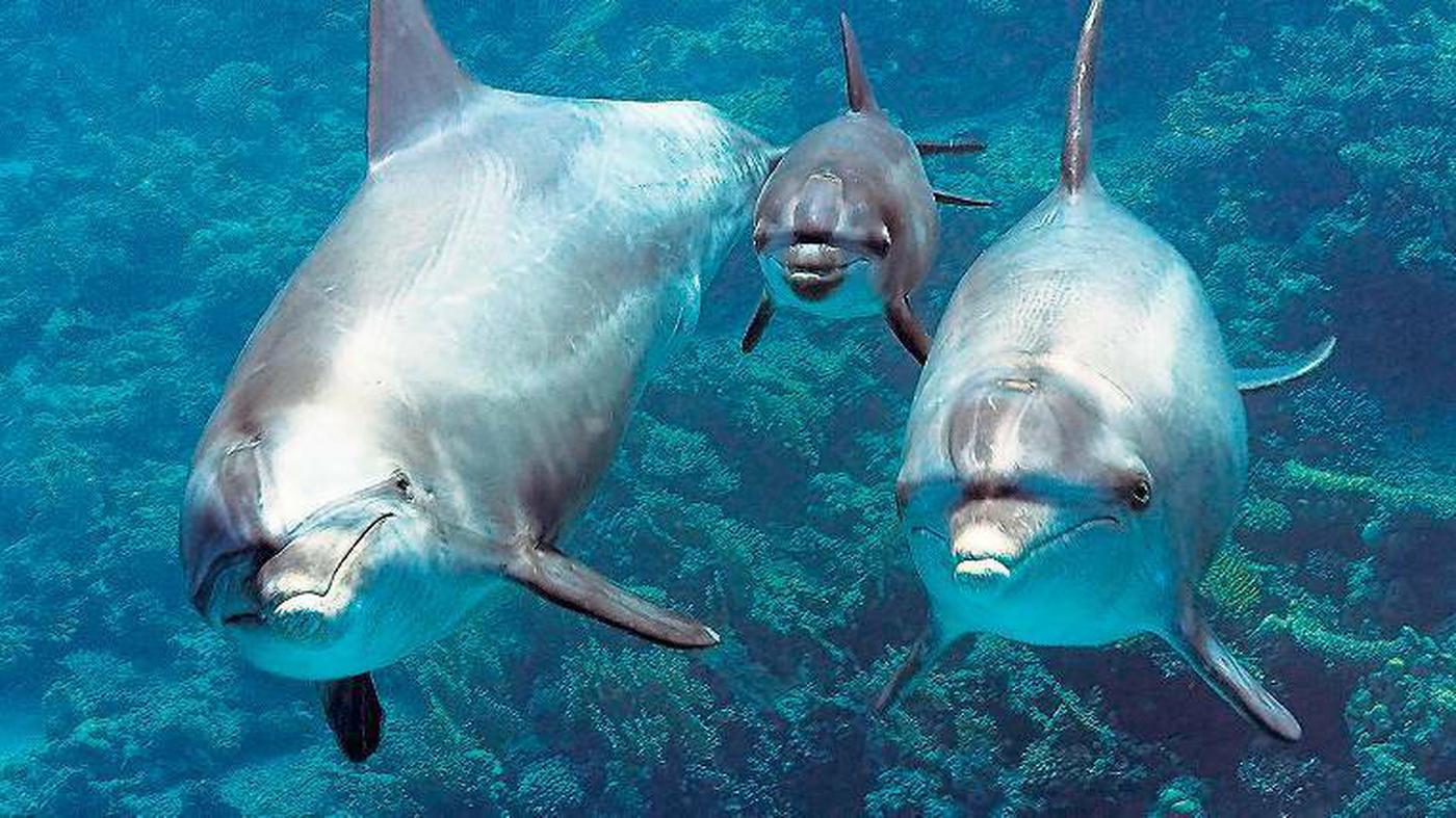 Natur-Doku in der ARD: Im Rausch der Tiefe