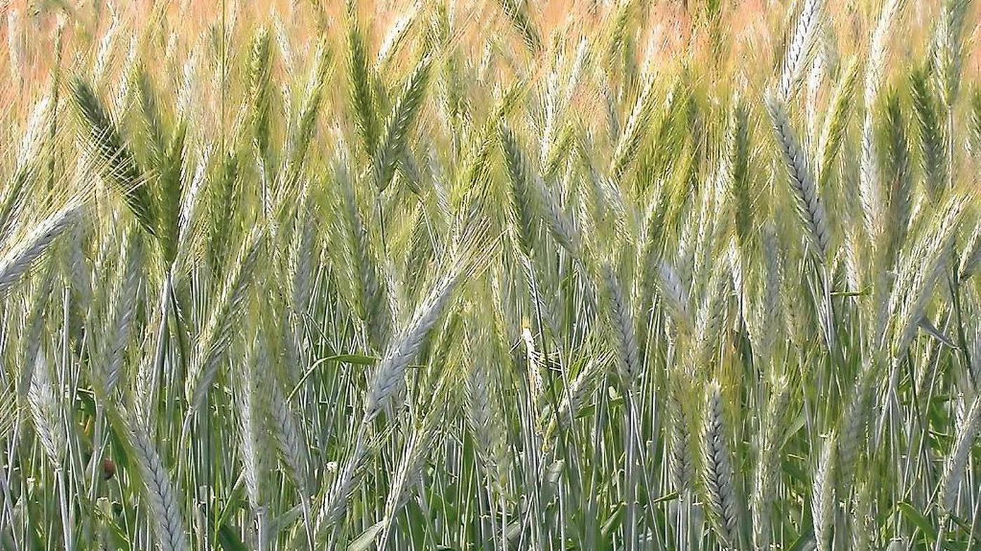 Der Roggen stammt aus Anatolien und Westasien: Vom Unkraut zur ...