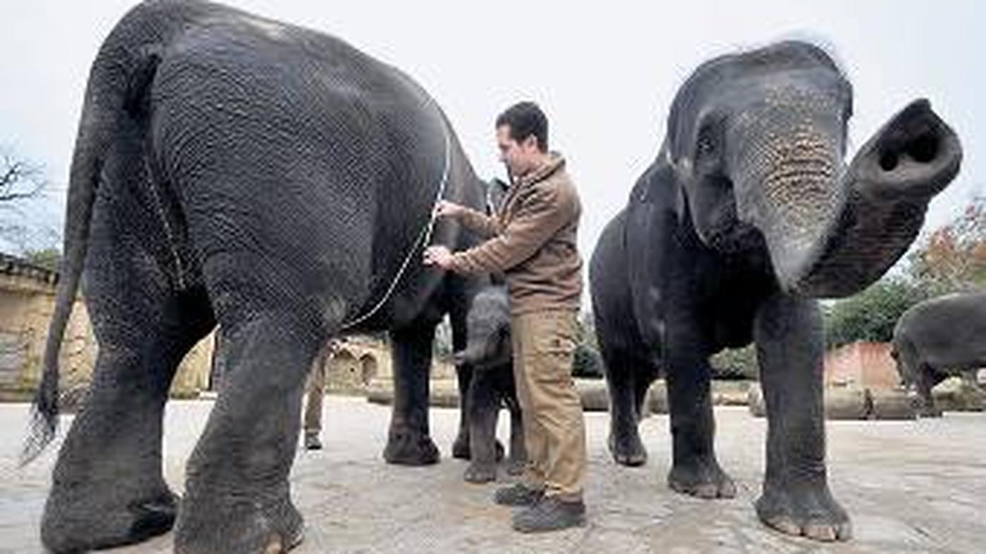 Wirtschaft: Putzen, füttern, pflegen Beruf Tierpfleger: Die Lehre ...