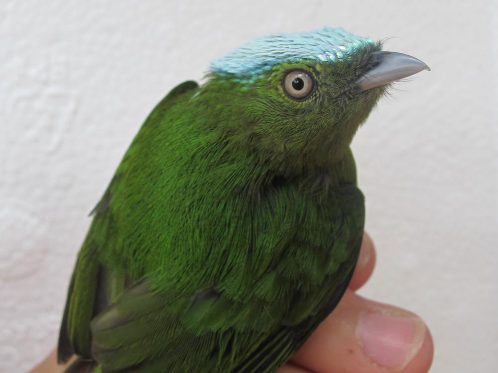 Getrennte Wege des Lebens: Neue Arten entstehen auch in ähnlichen ...