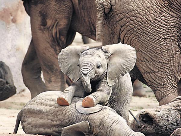 Baggerschaufel und Pinzette: Die feingesteuerten Gesichter der Elefanten