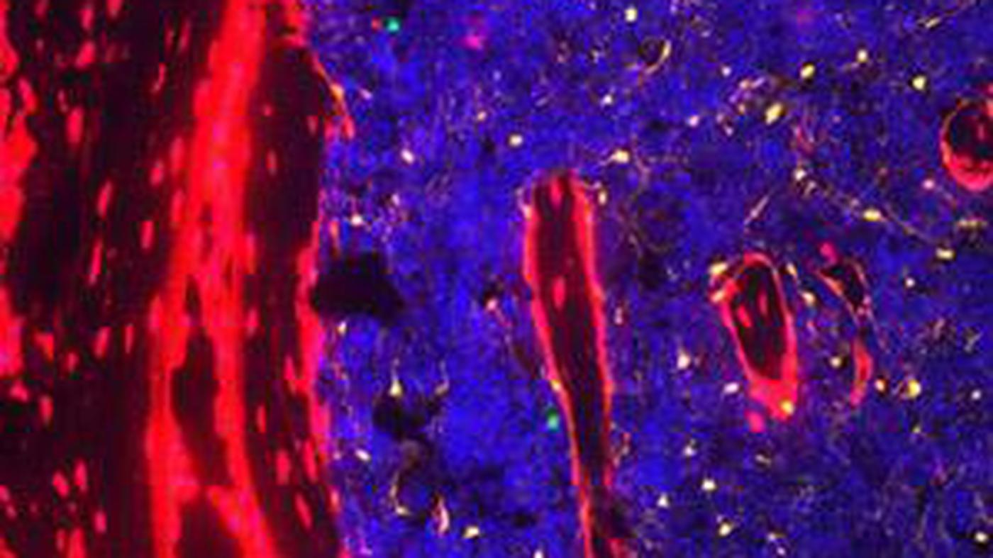 Physiologie: Überraschende Befehle an das Knochenmark