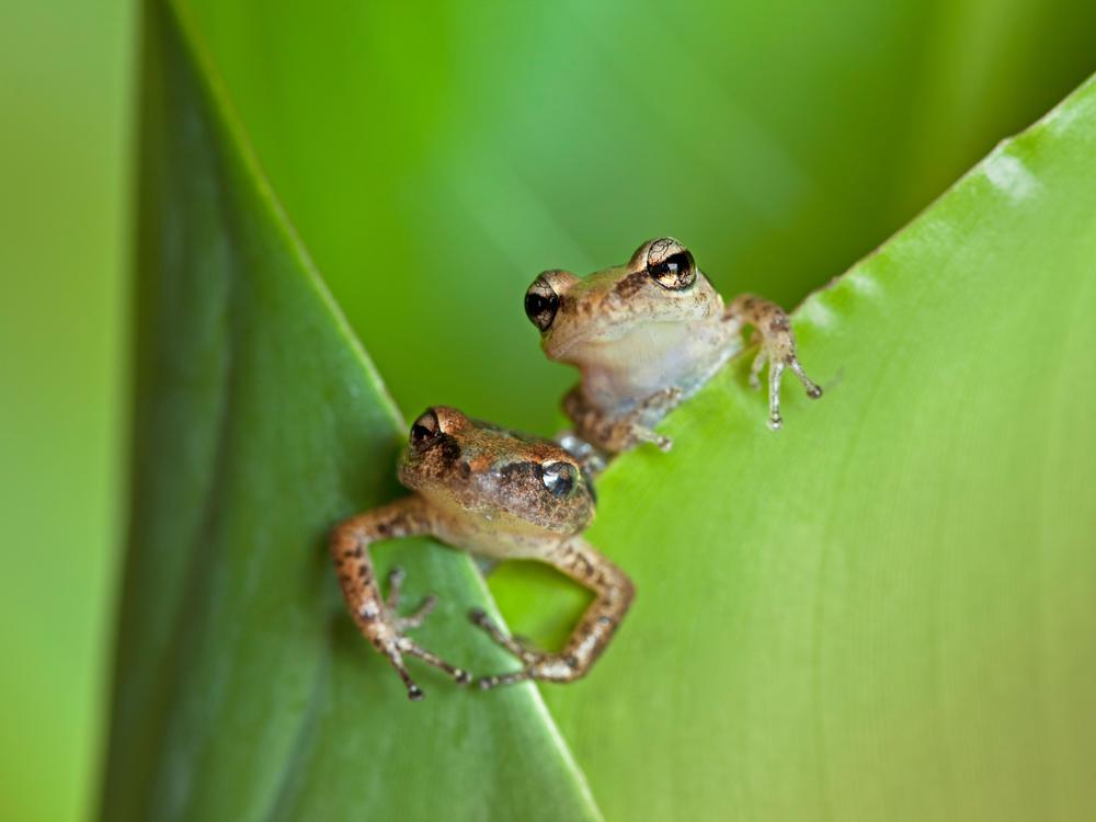 Invasive Art: Der Frosch, der Hausbesitzer Geld und Nerven kostet