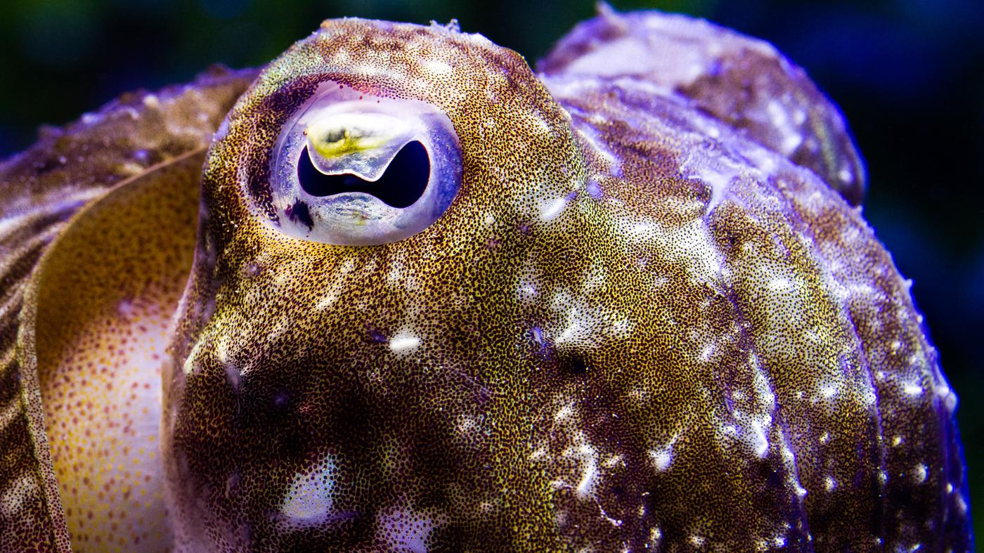 Spieler der Farben: Die raffinierte Tarnung der Tintenfische