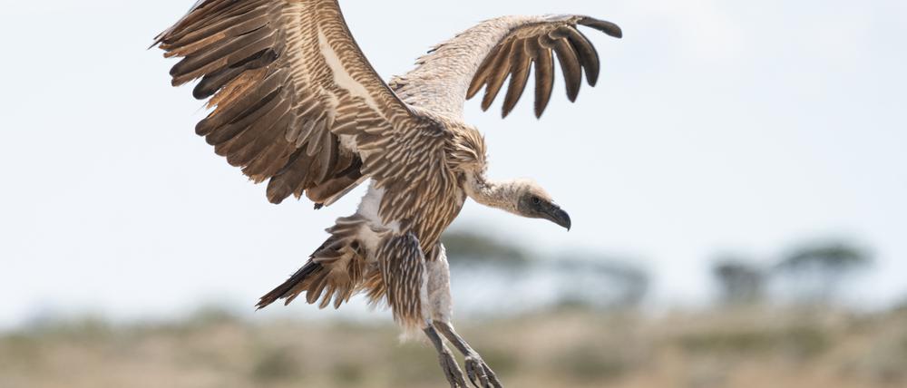 Mit den Geiern fliegen: Intelligente Vögel mit intelligenten Sendern