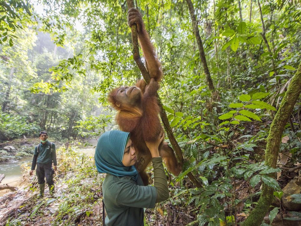 Hoffnung für „Sam“: Leben wie ein ziemlich wilder Orang-Utan