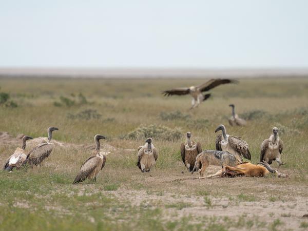 Mit den Geiern fliegen: Intelligente Vögel mit intelligenten Sendern