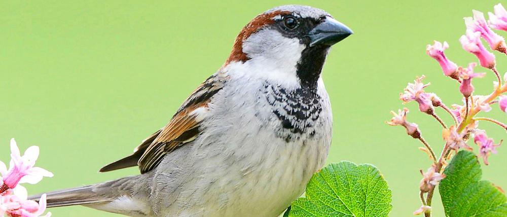 Ergebnis der Zählaktion: Der Spatz ist häufigster Gartenvogel