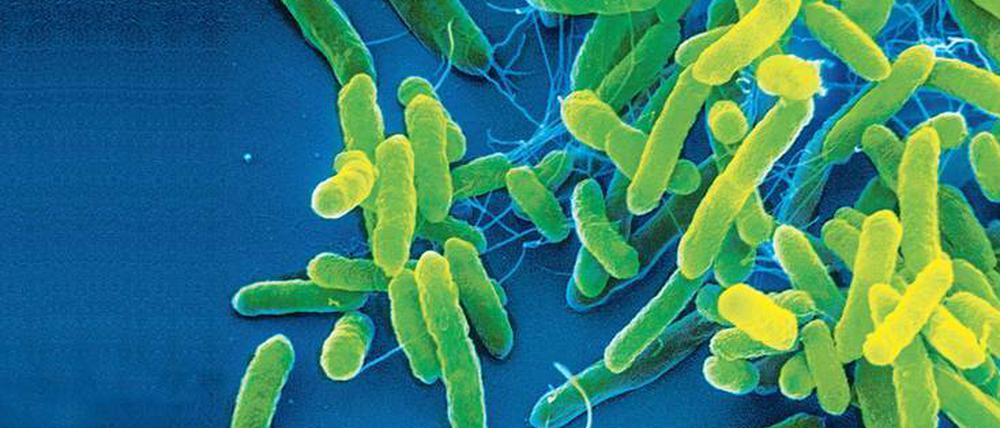 Resistente Erreger: Die Superkeime sind unter uns