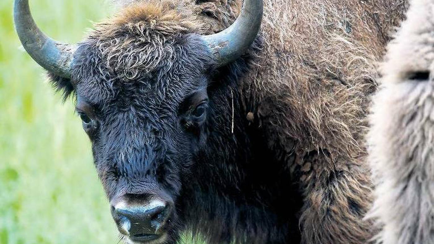 Wildtiere: Die Großen kommen zurück