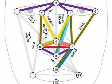 Der DNA-Code für eine schmale Nase: Forscher finden Gene, die das ...