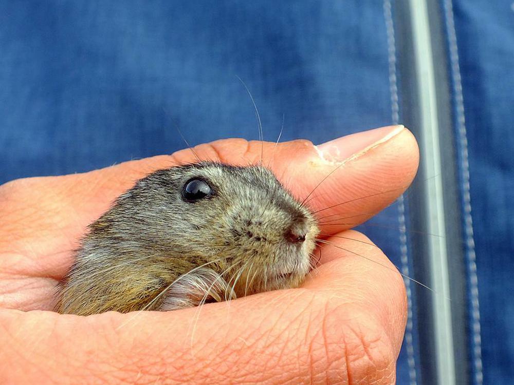 "Wie die Lemminge": Die angeblichen zoologischen Massenselbstmörder und ...