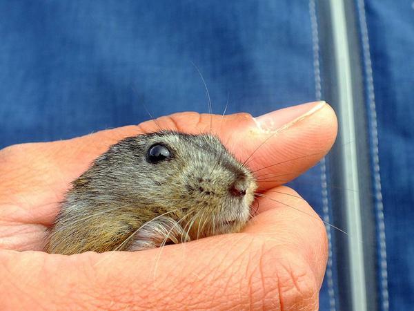 "Wie die Lemminge": Die angeblichen zoologischen Massenselbstmörder und ...
