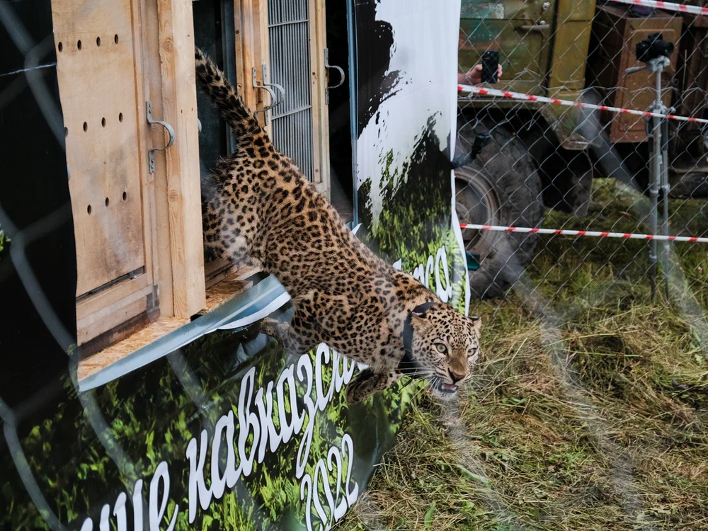 Hoffnung für „Sam“: Leben wie ein ziemlich wilder Orang-Utan