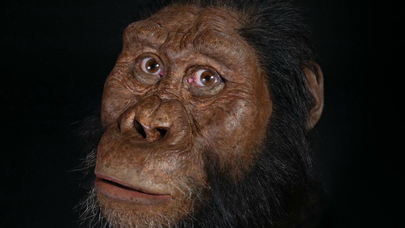 Australopithecus anamensis: Vormensch bekommt ein Gesicht