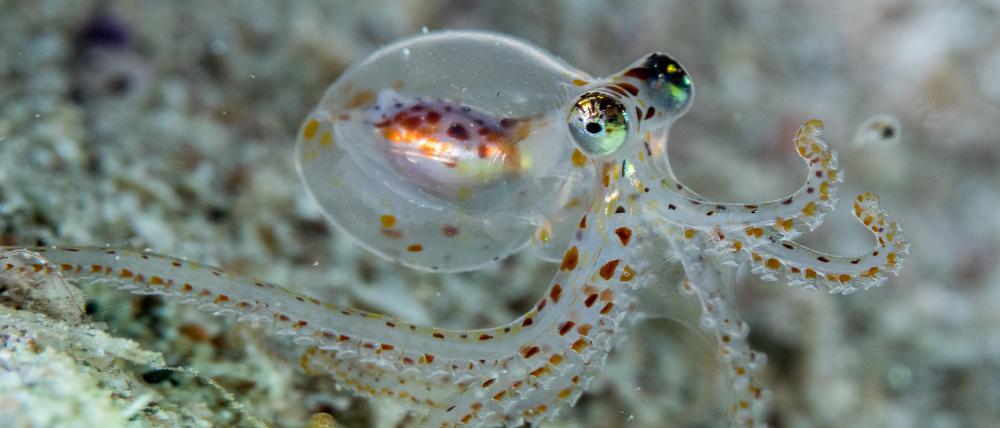 Clevere Kopffüßer: Der Stoff, der das Hirn von Mensch und Krake pimpt