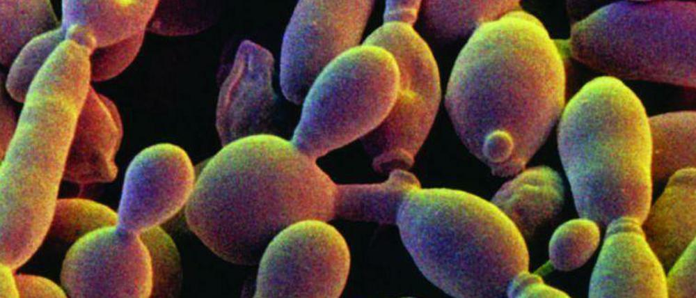 Künstliches Leben: Forscher erschaffen Chromosom im Labor