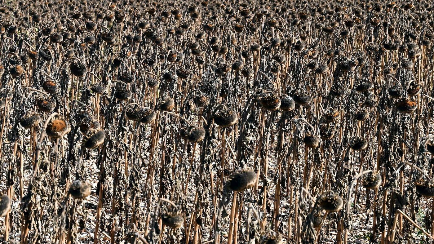 Heiß, sonnig und trocken: Extreme Sommer könnten zur Regel werden
