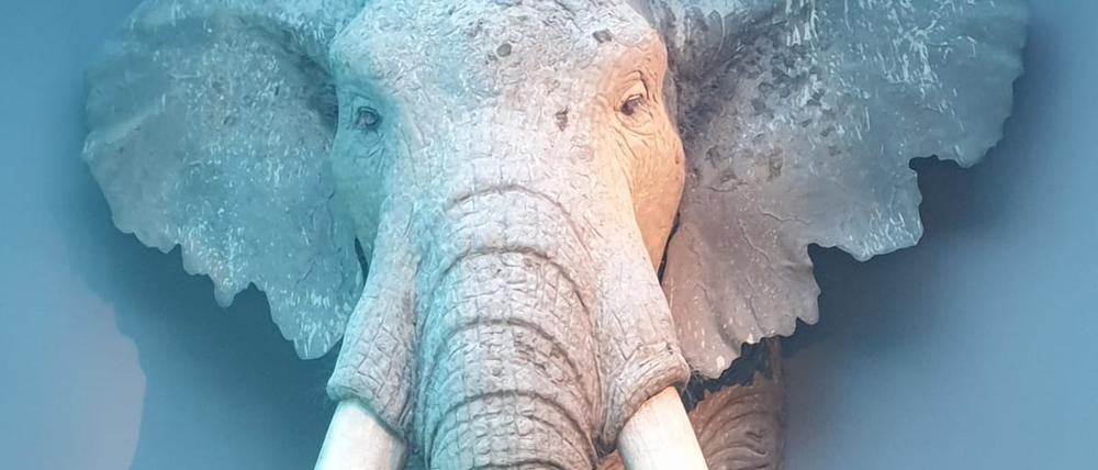 Jagd auf riesige Waldelefanten: Die Neandertaler stellten den größten ...