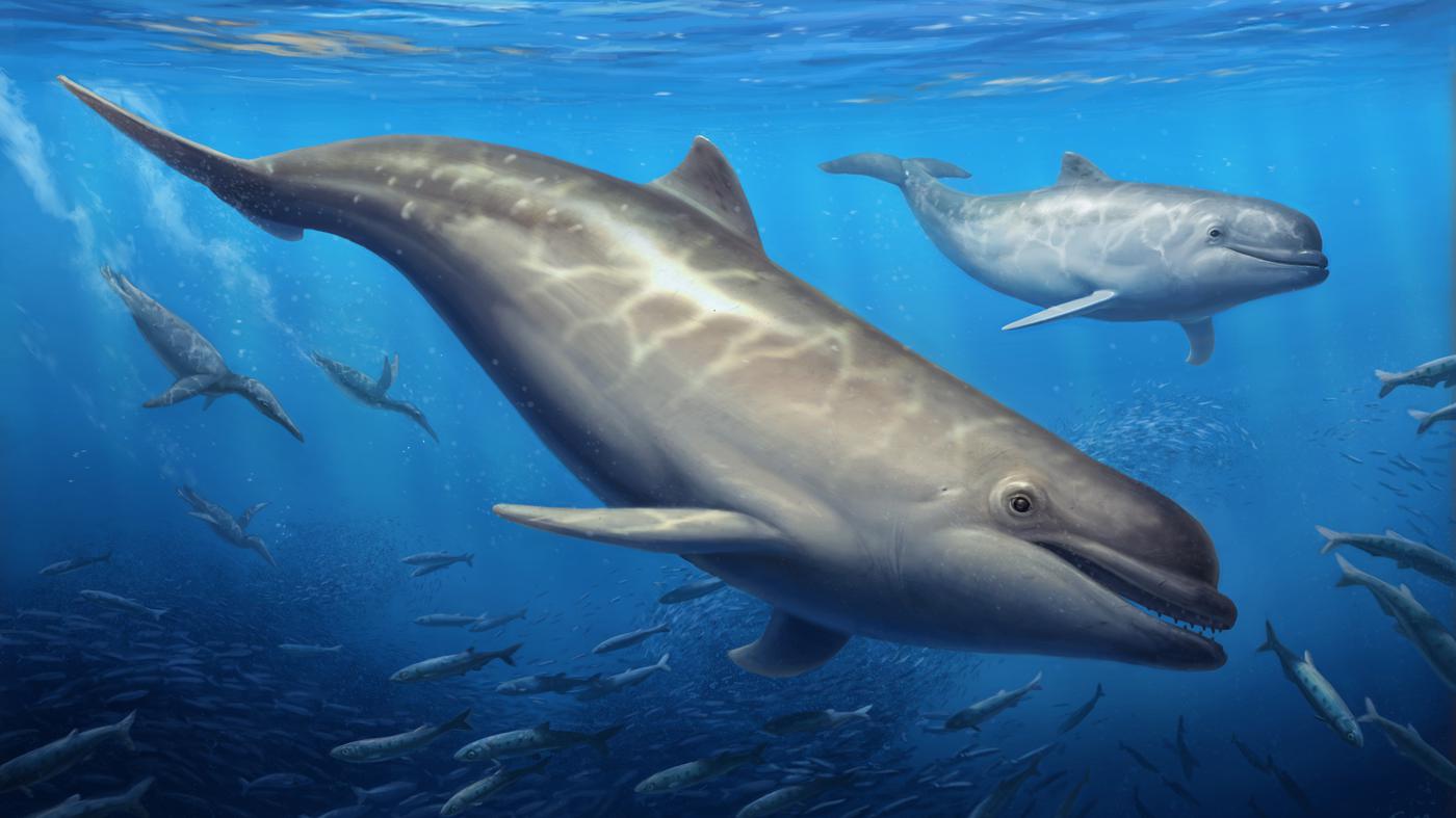 Wissenschaftler entdecken Urdelfin: Der Vorfahr moderner Delfine lebte ...