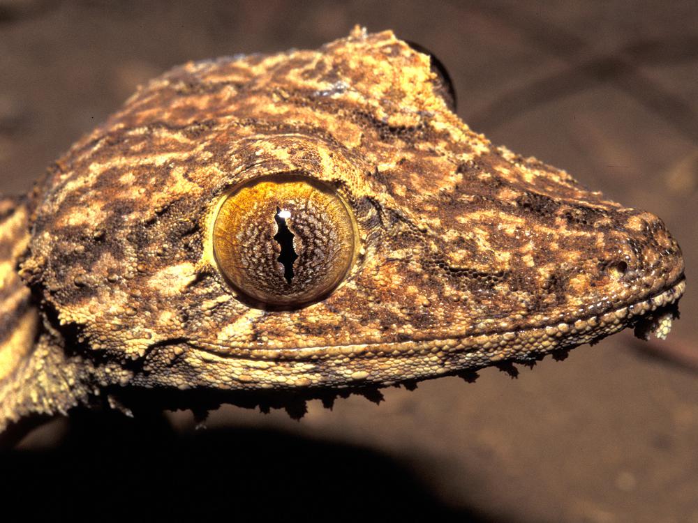 Vor 23 Jahren entdeckt: Madagassischer Gecko erweist sich als eigene Art